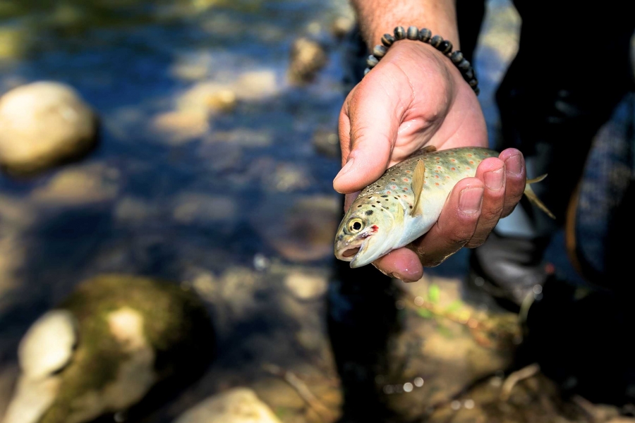 Death of fish in the Balkans? The dams will threaten 113 endangered species
