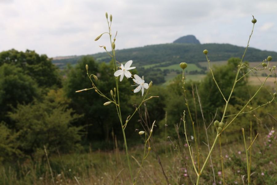 Aktivní péče o stepi v Českém středohoří chrání vzácné a chráněné druhy ...